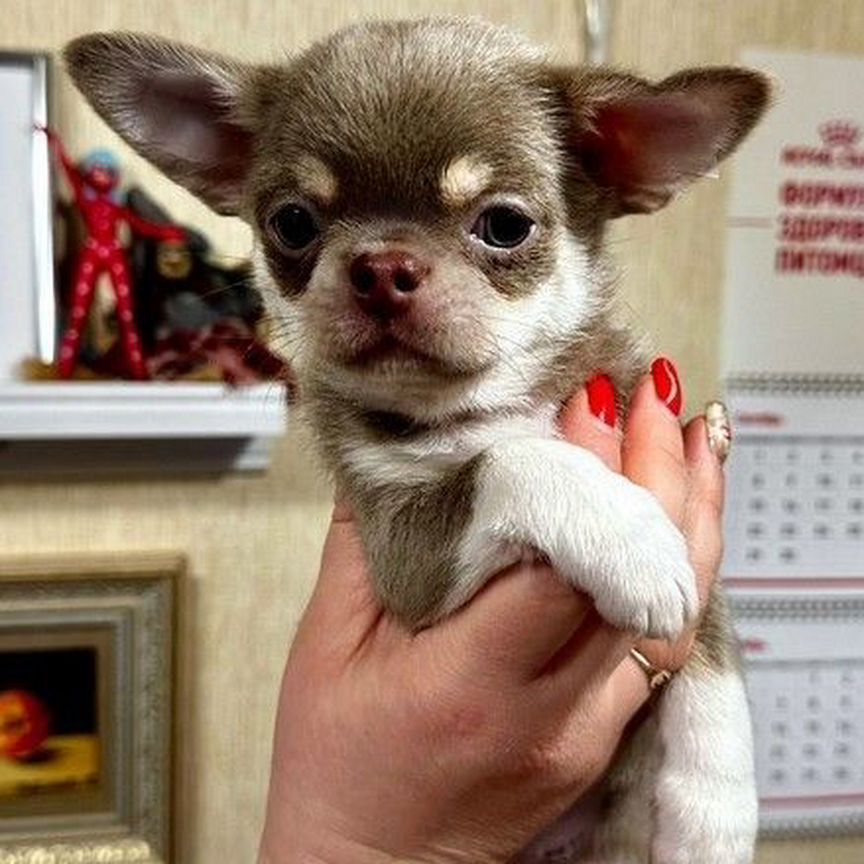 Чихуахуа, щенок