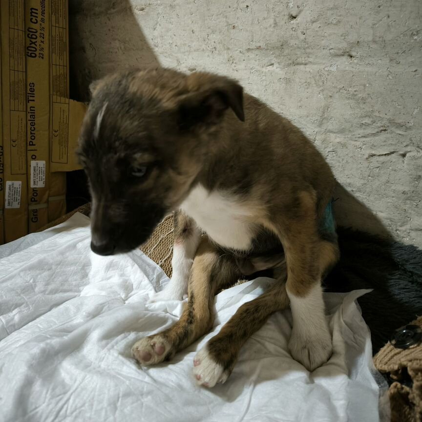 Щенок в добрые руки