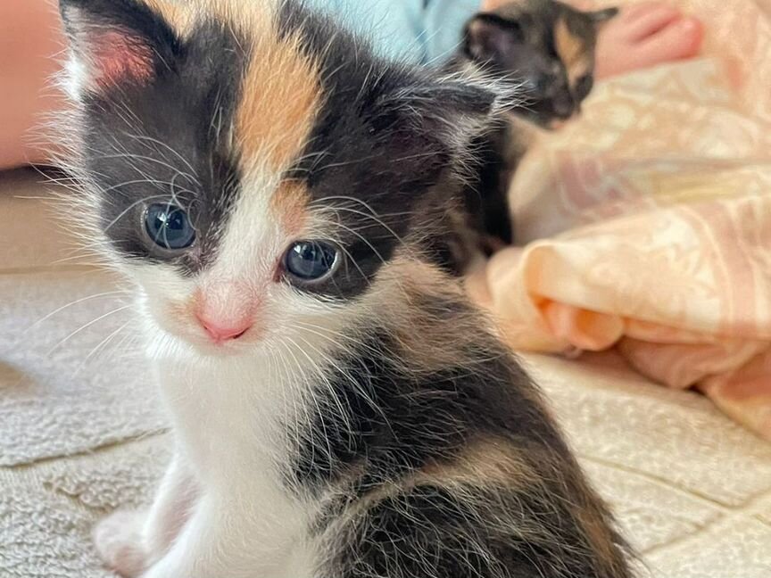 Кошка в дар