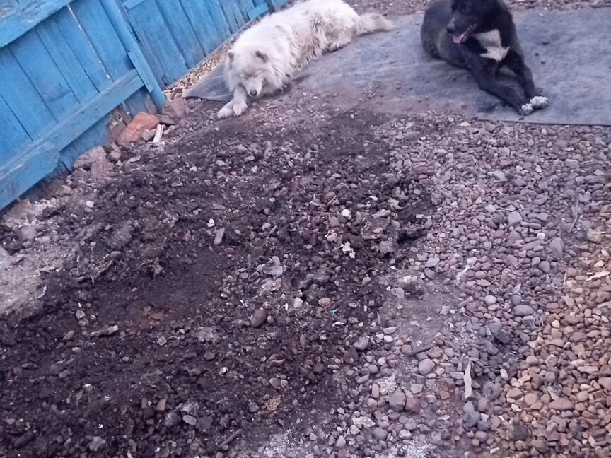 Собака черная бесплатно в добрые руки