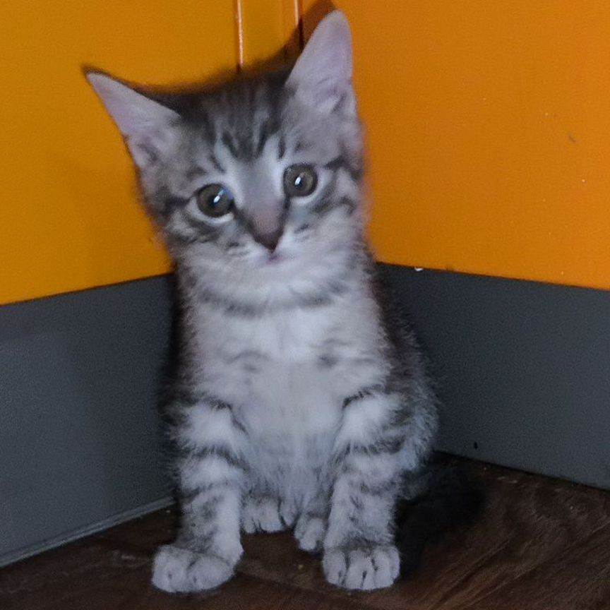 Британский Котенок 3 месяца. Бесплатно