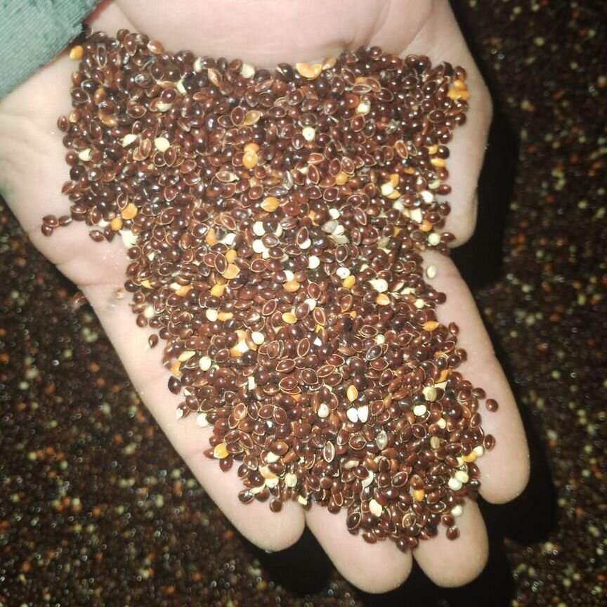 Черное просо