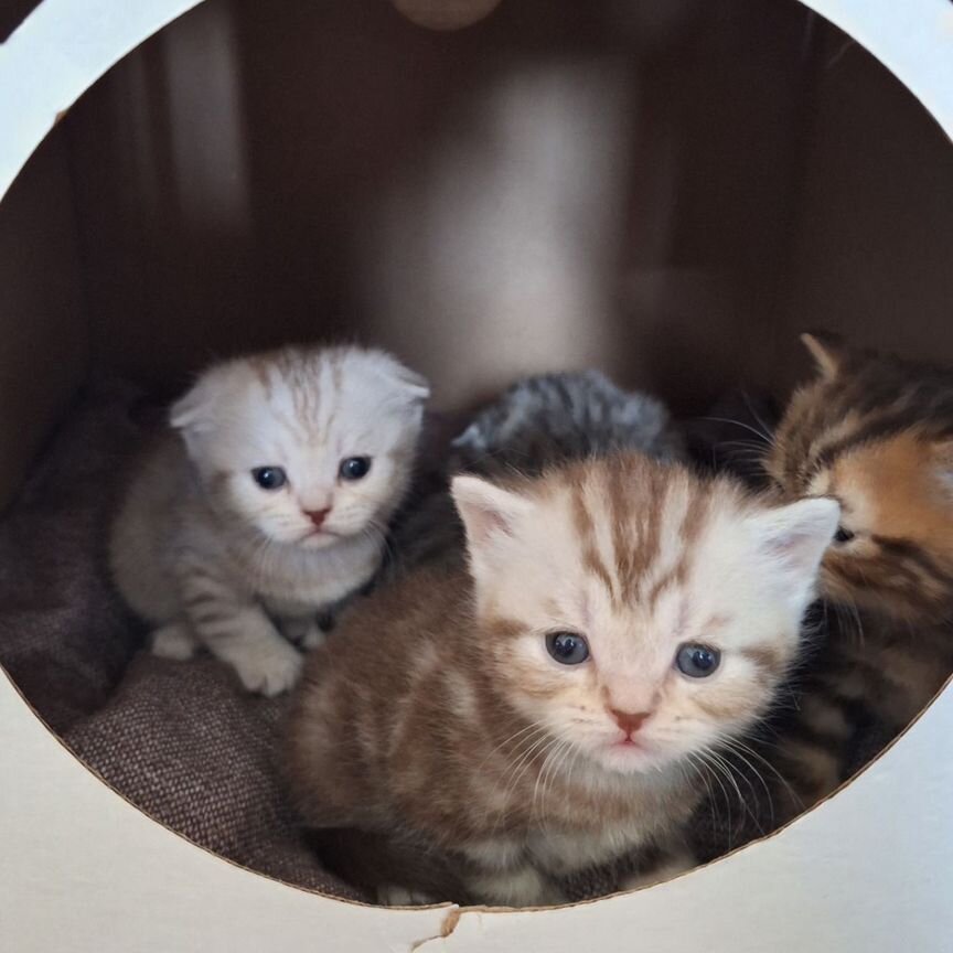 Шотландский вислоухий короткошёрстный котёнок