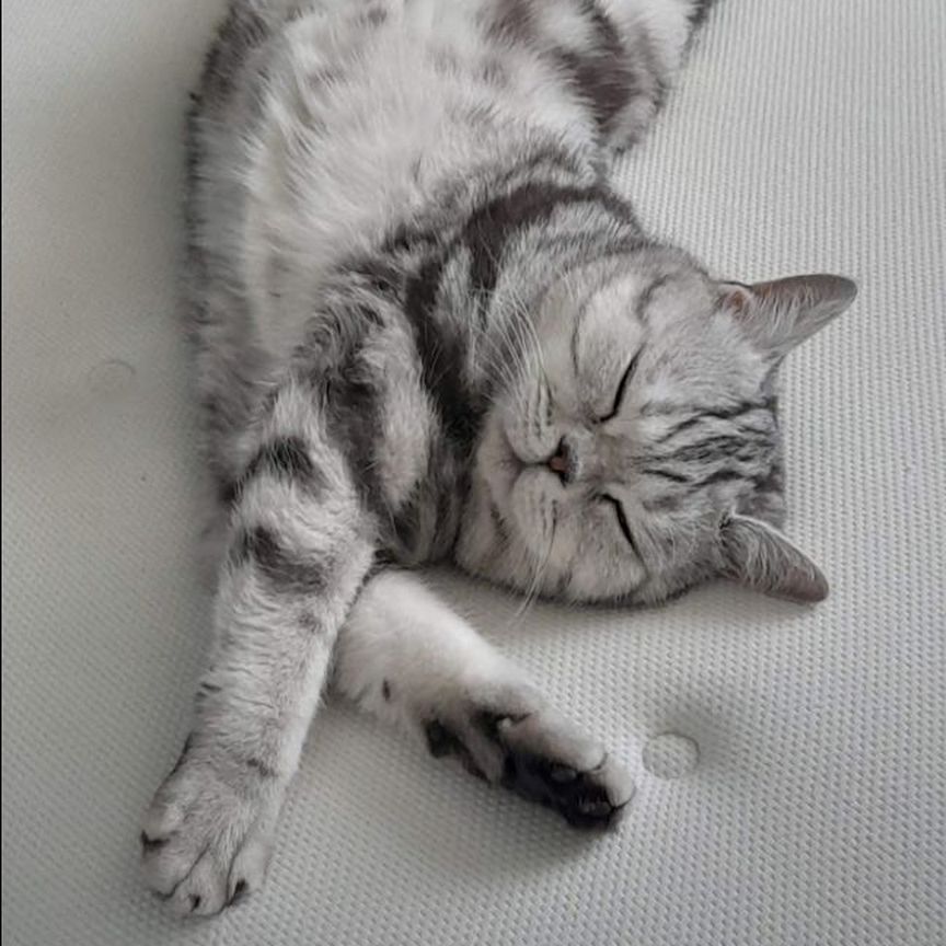 Шотланская кошка
