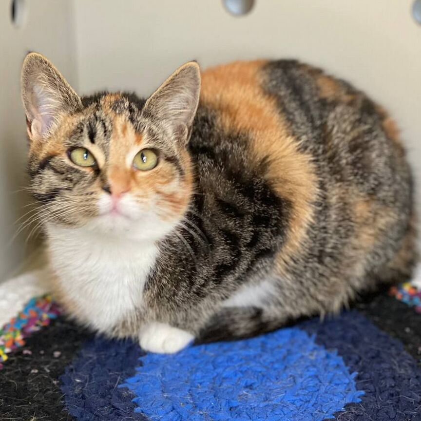 Косой котенок в добрые руки