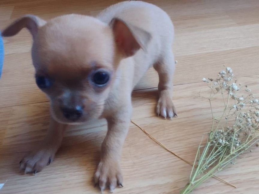 Щенки чихуахуа мини