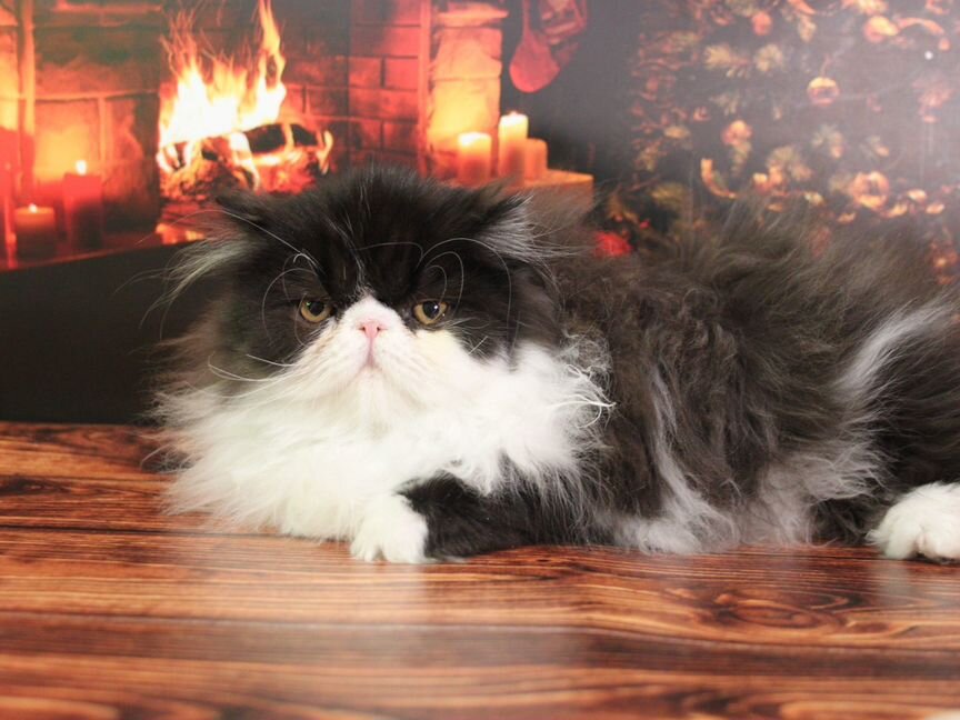 Персидская кошечка