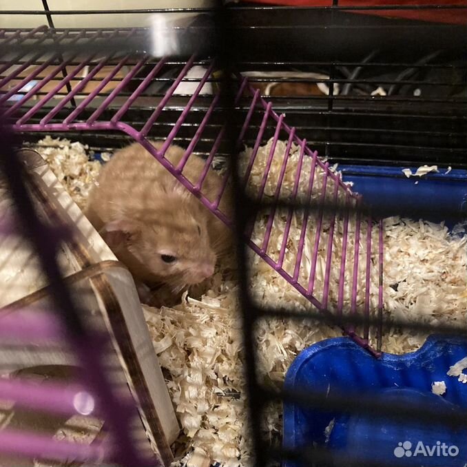 Хомяк с клеткой в дар