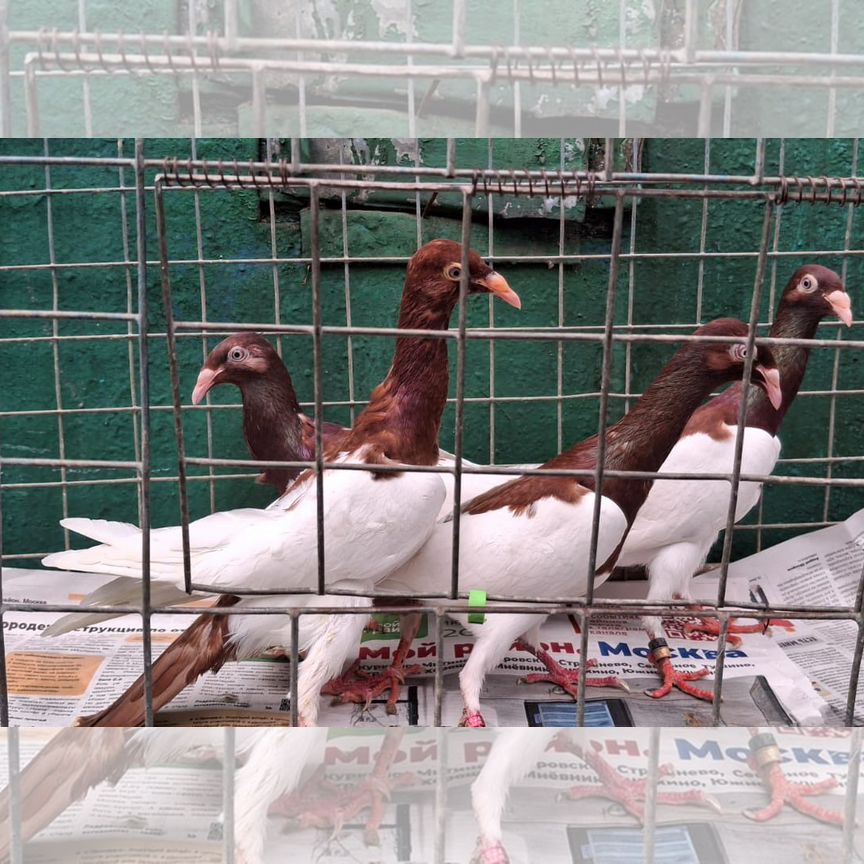 Голуби шпанцири