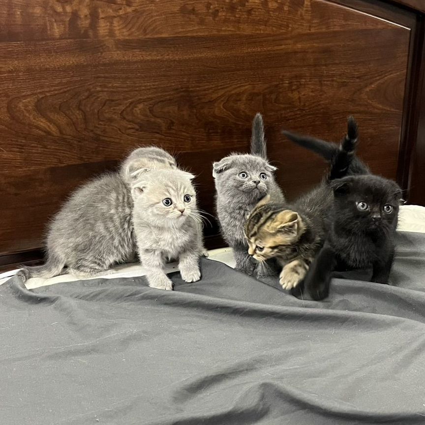 Шотландский вислоухий короткошёрстный котёнок