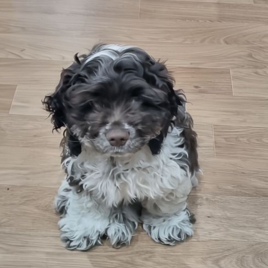 Американский кокер-спаниель, щенок