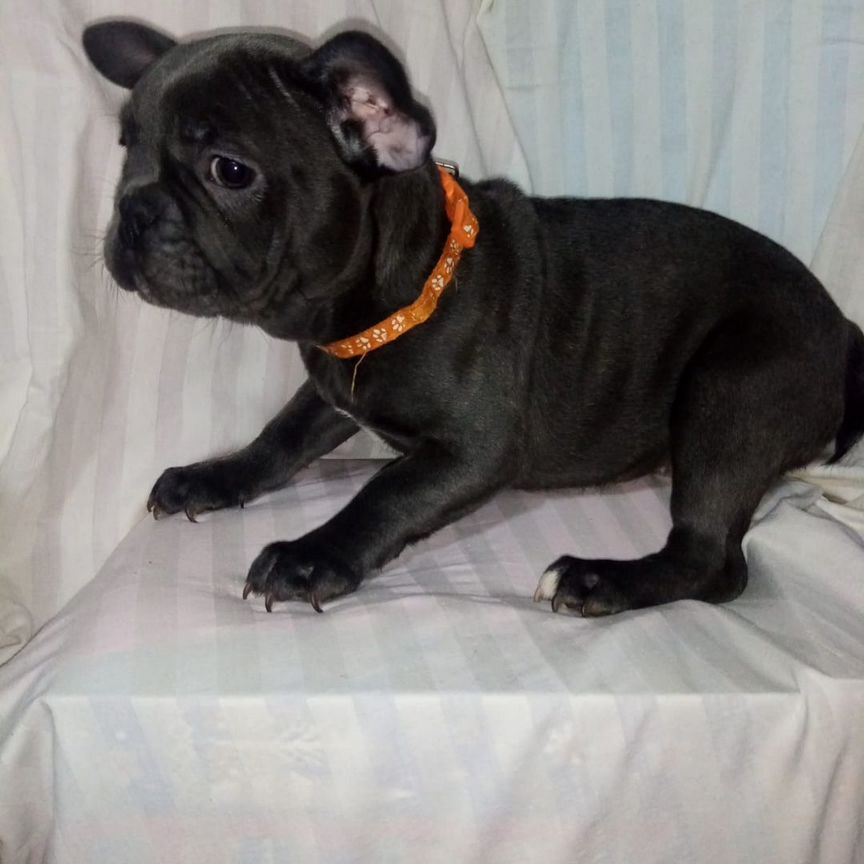 Голубая французская Роза