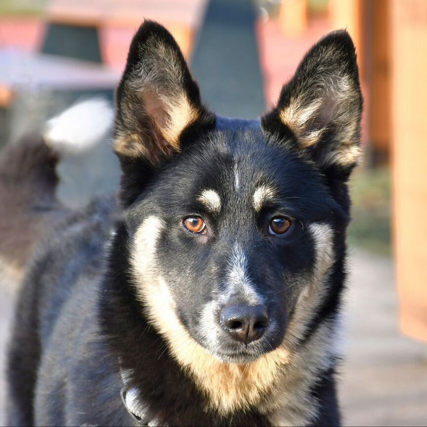 Щенок девочка в добрые руки
