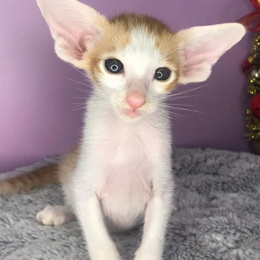 Ориентальные котята в экстрим типе