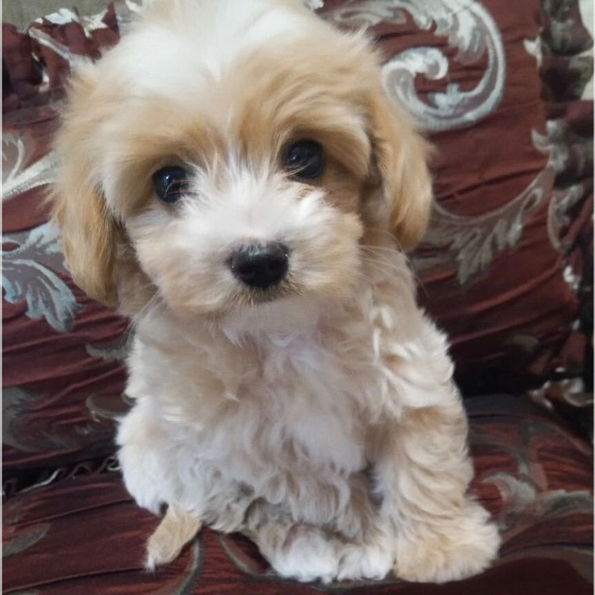 Мальтипу, щенок