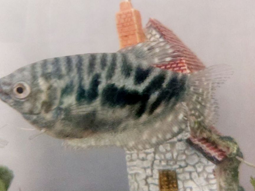 Гурами мраморный самец