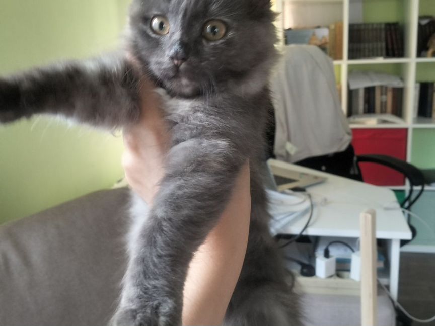 Кошка в дар бесплатно