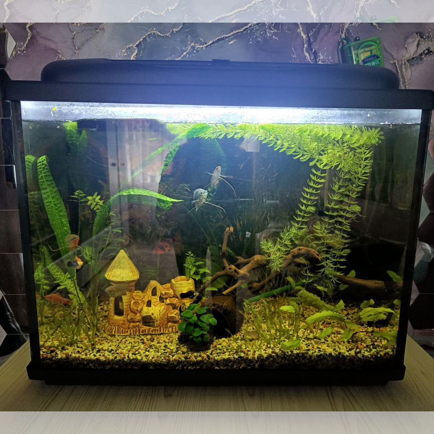 Аквариум с рыбками