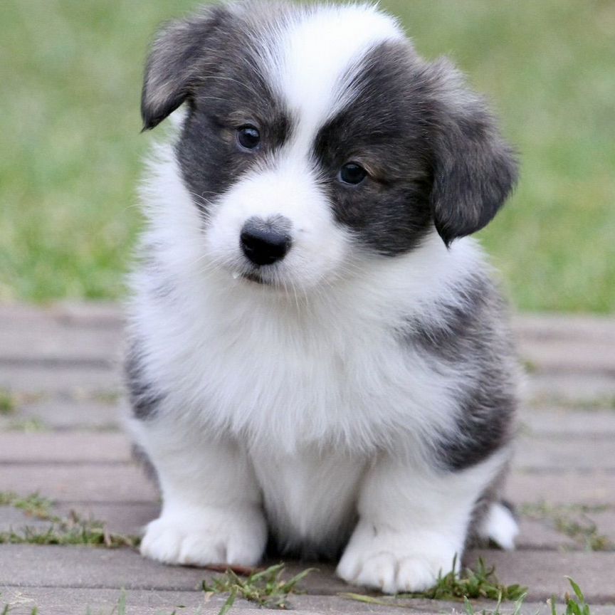 Вельш Корги Кардиган, щенок