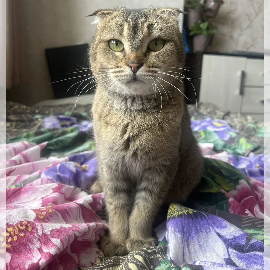 Шотландская вислоухая короткошёрстная, взрослая кошка