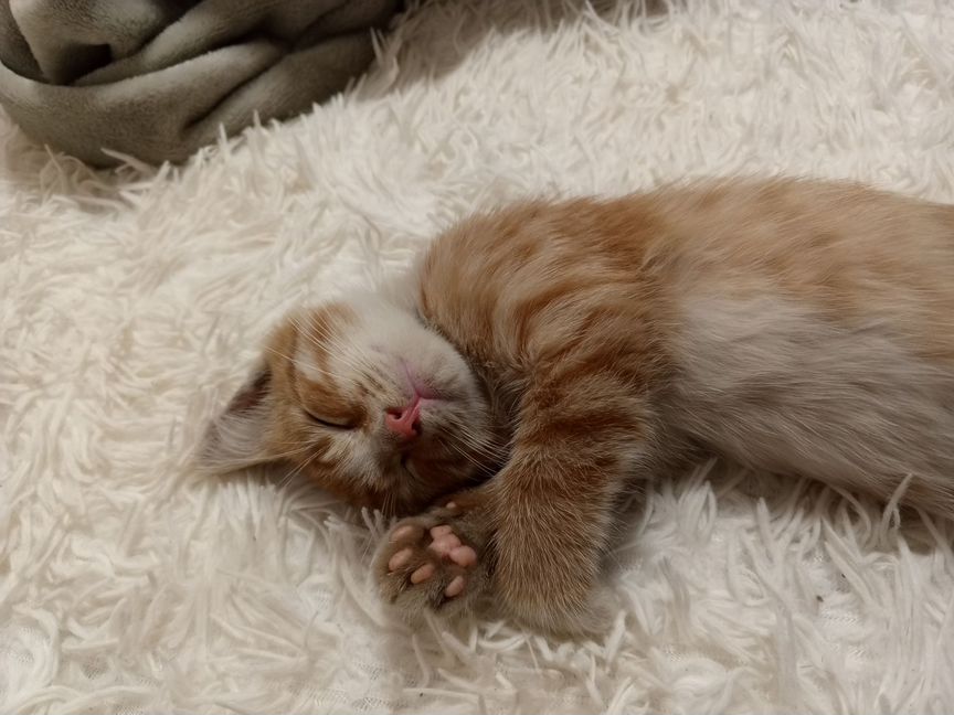 Котёнок в добрые руки