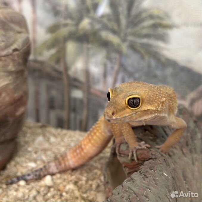 Эублефар 1 год+террариум