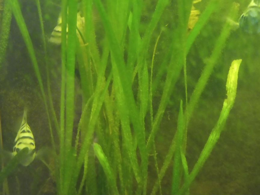 Аквариумное растение