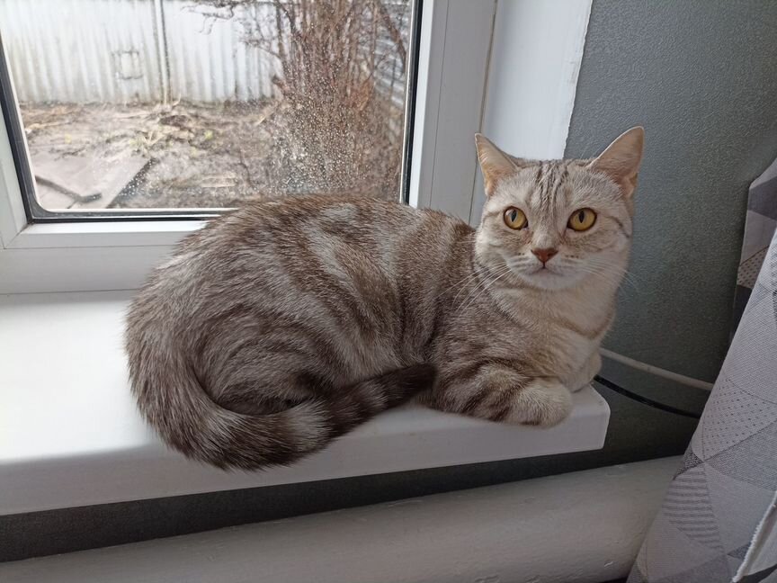 Отдам кошку шотландку