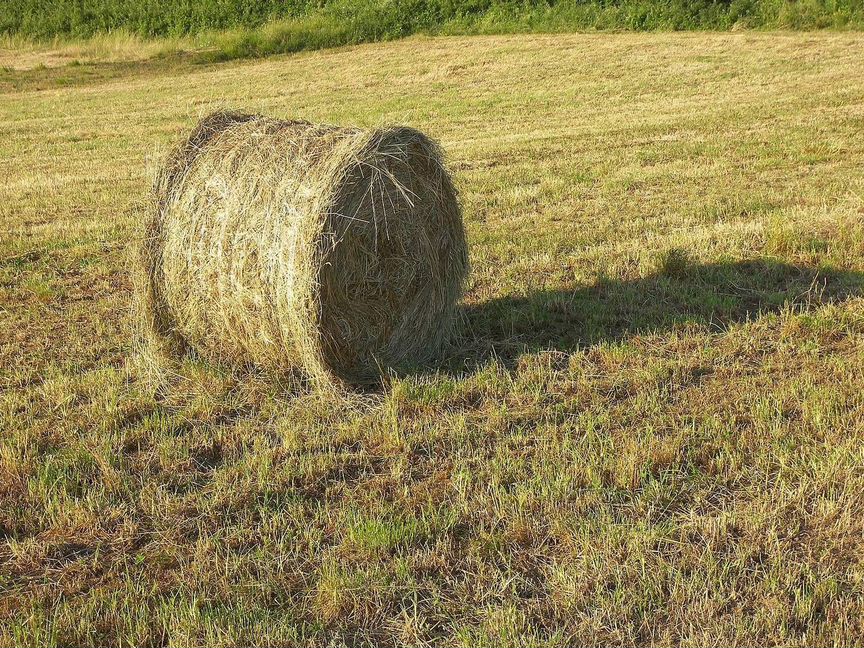 Продам сено в рулонах