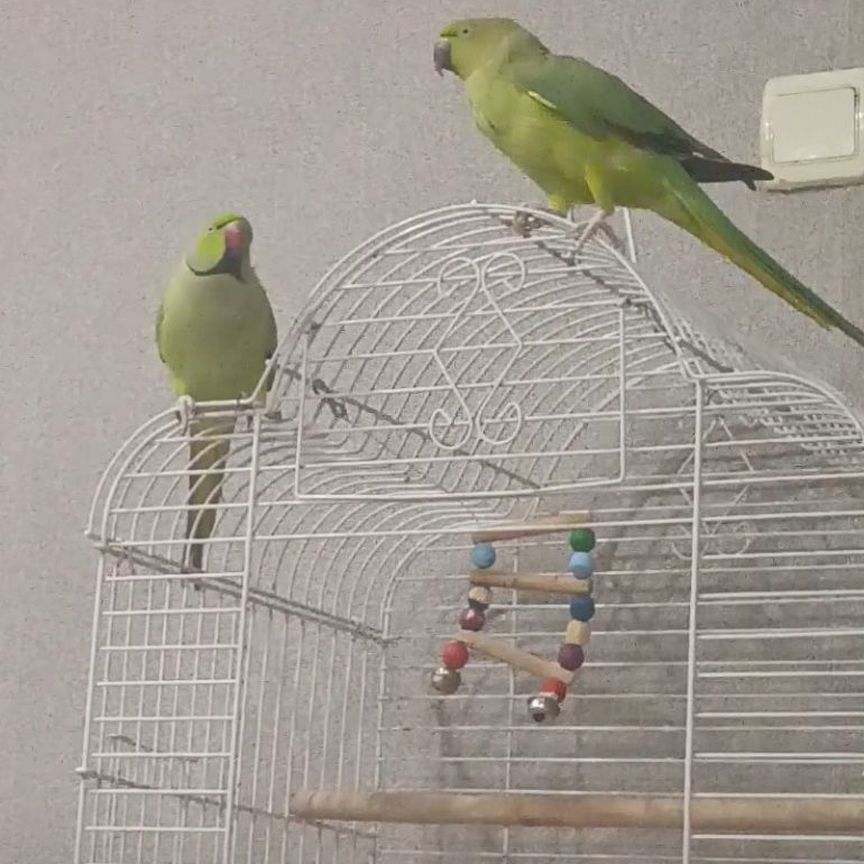 Ожереловый попугай пара