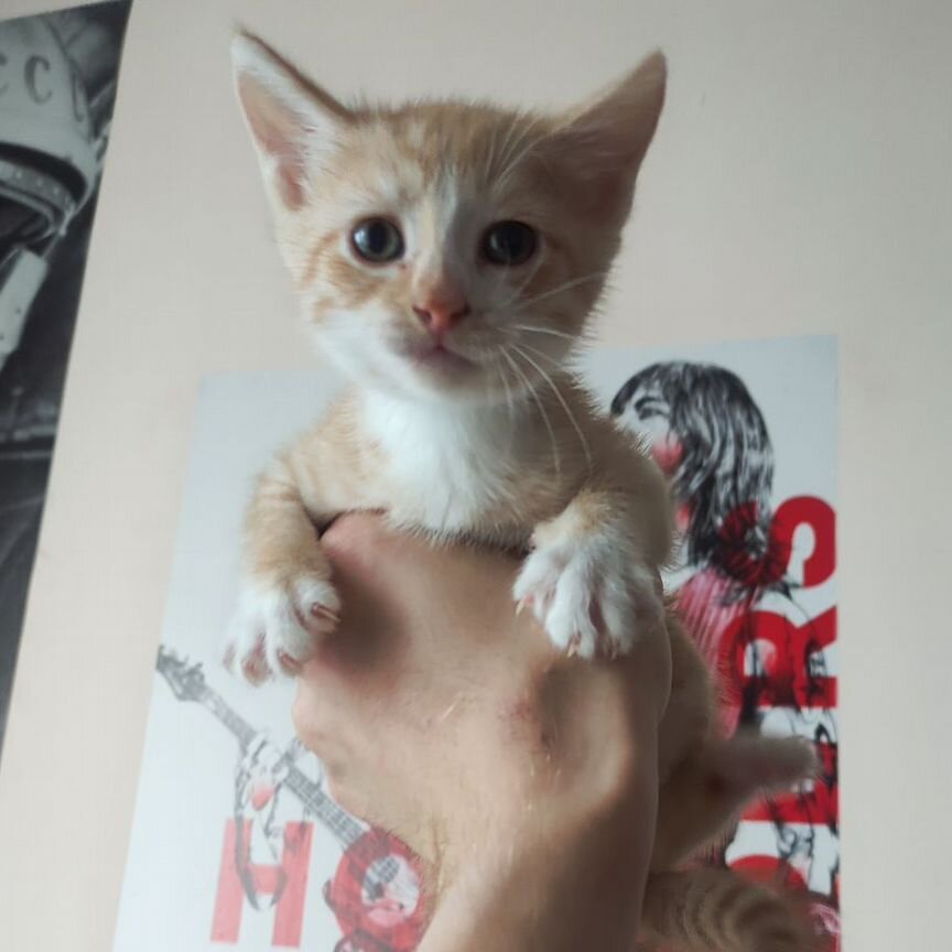 Котёнок в добрые руки