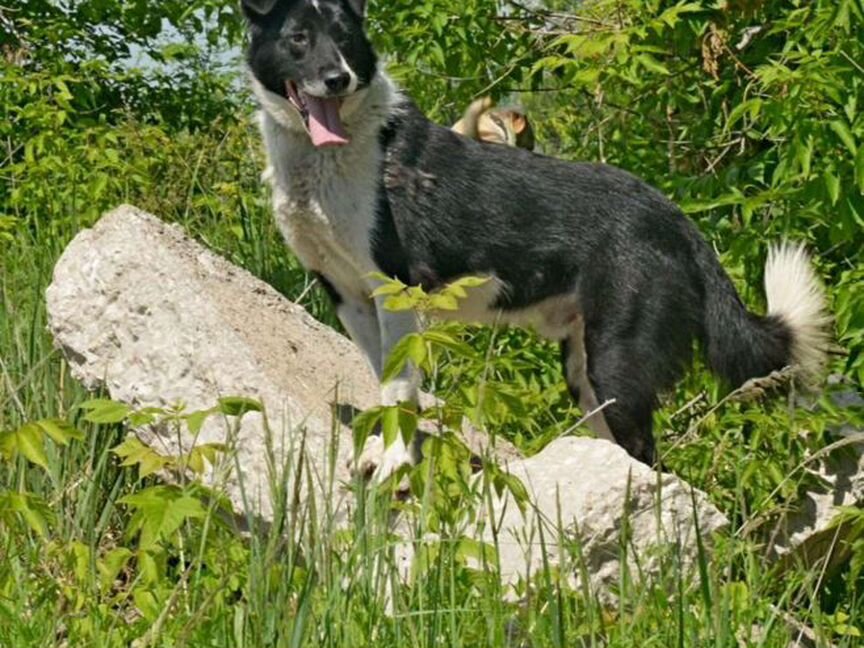 Пёс Федя в добрые руки