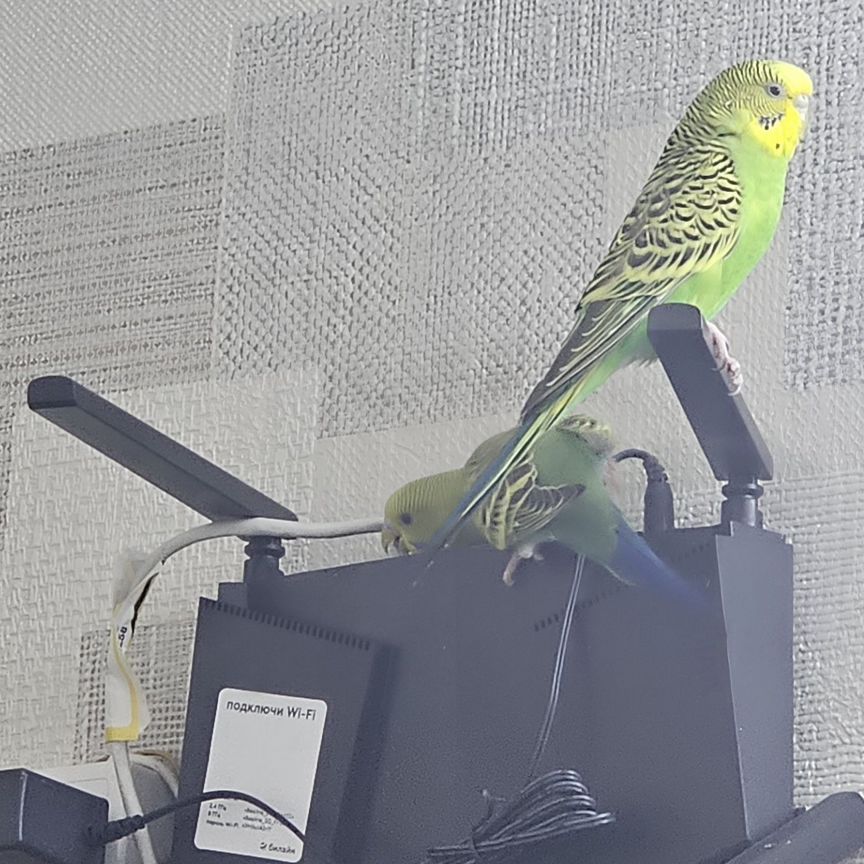 Волнистый попугай