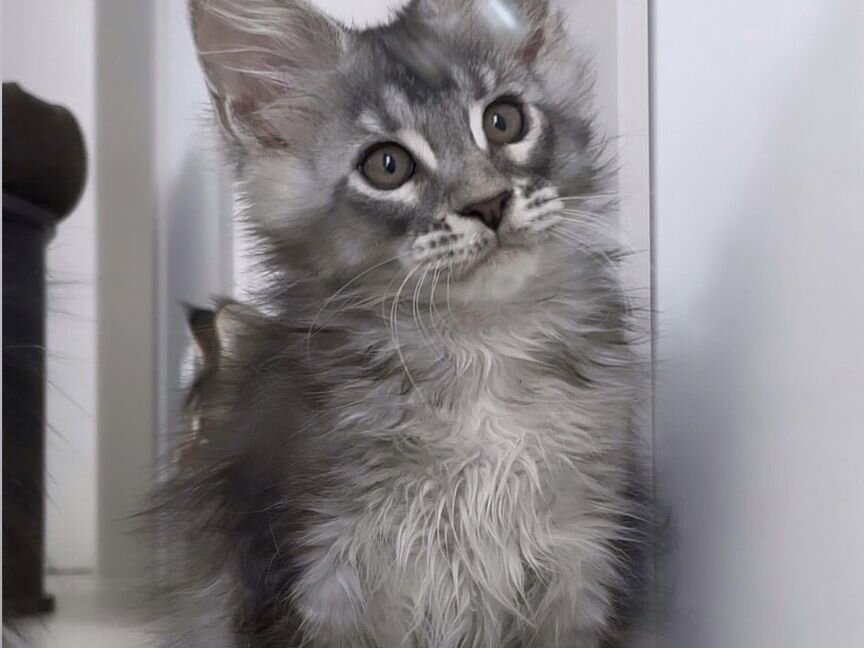 Котята мейн-кун