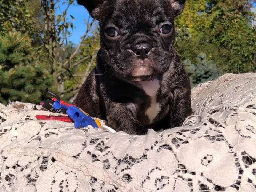 Тигровый малыш французского бульдога