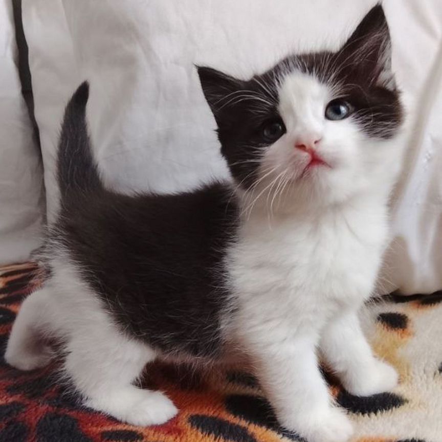 Британский короткошёрстный котёнок
