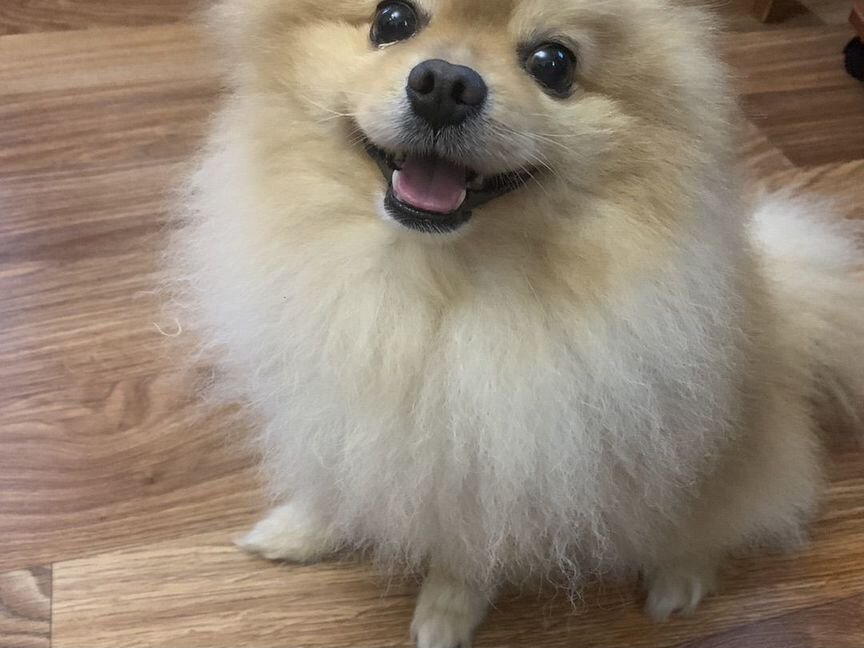 Красивый мальчик ищет невесту на вязку