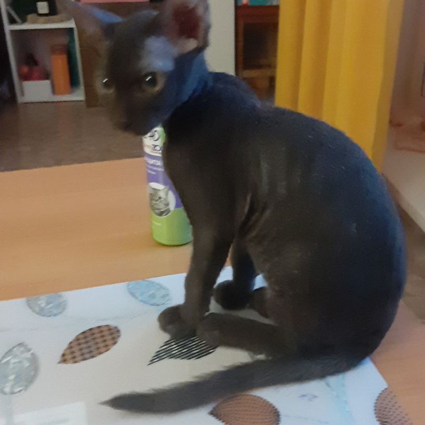 Сфинкс браш котенок