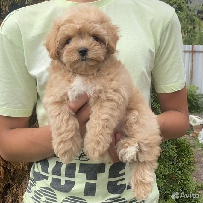 Мальтипу мальчик красавчик