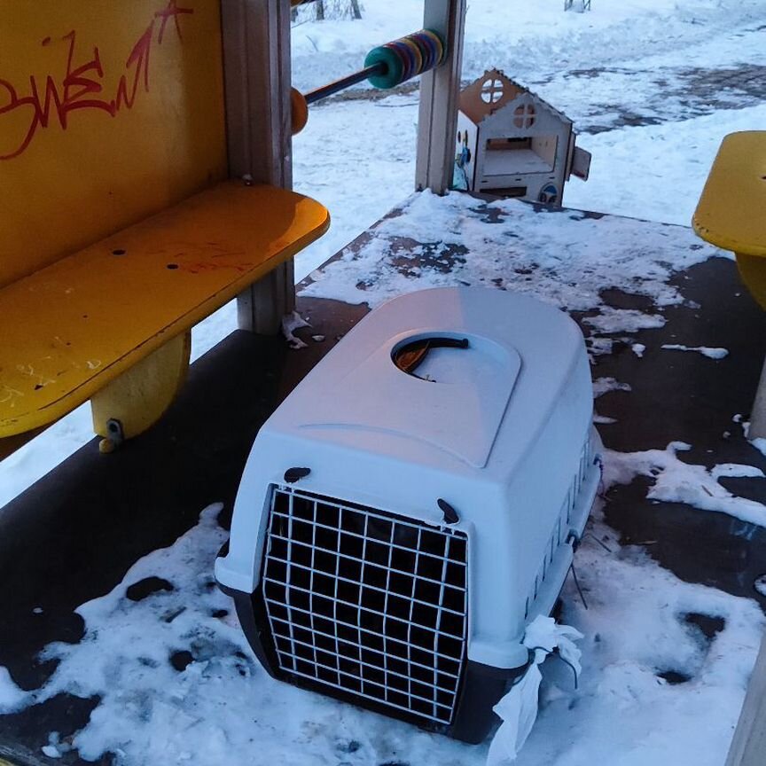 Найдена кошка в переноске