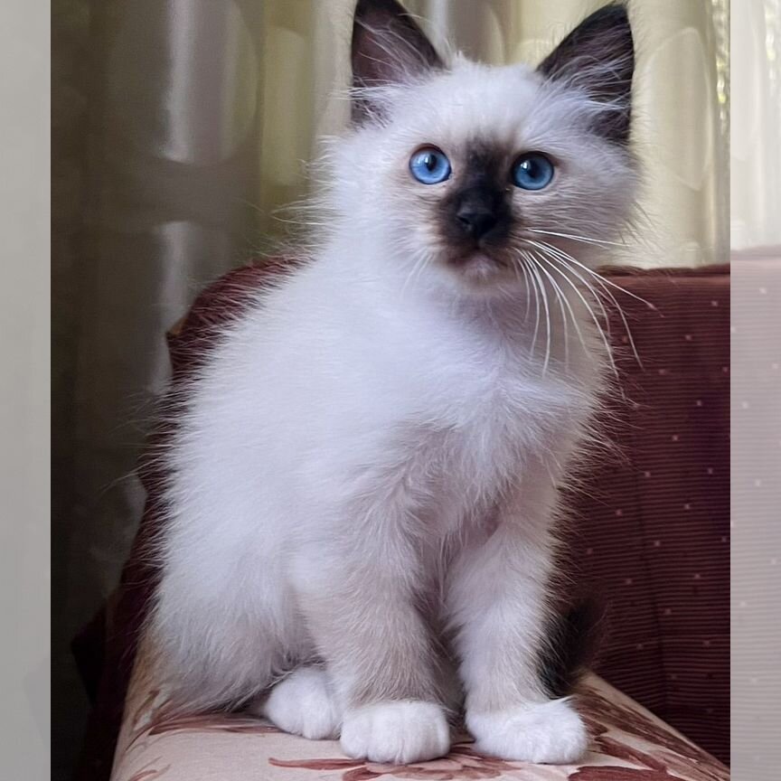 Котята священная бирма