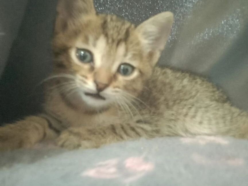 Отдам в добрые и очень ответственные ручки котят