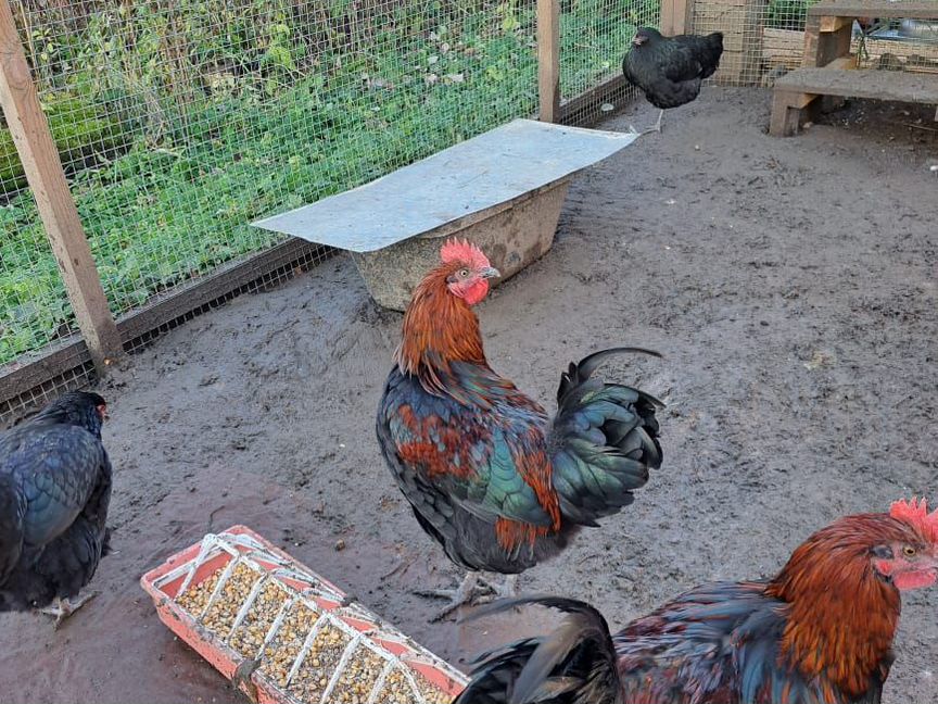 Молодые петушки смесь Хохлатых и Джерсы