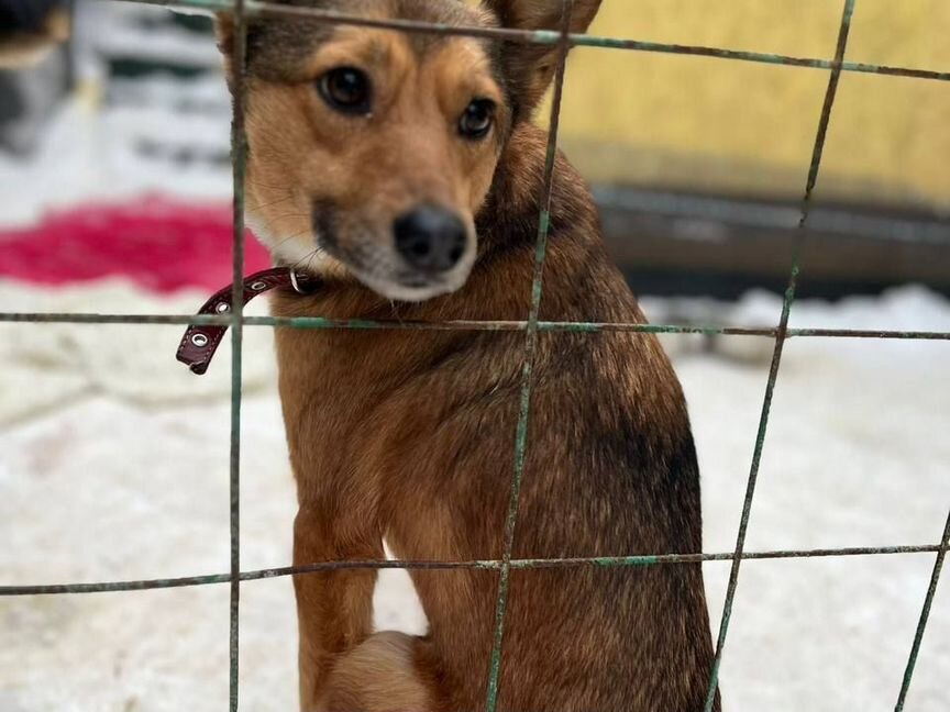 Пёс Ежик замерзает в приюте