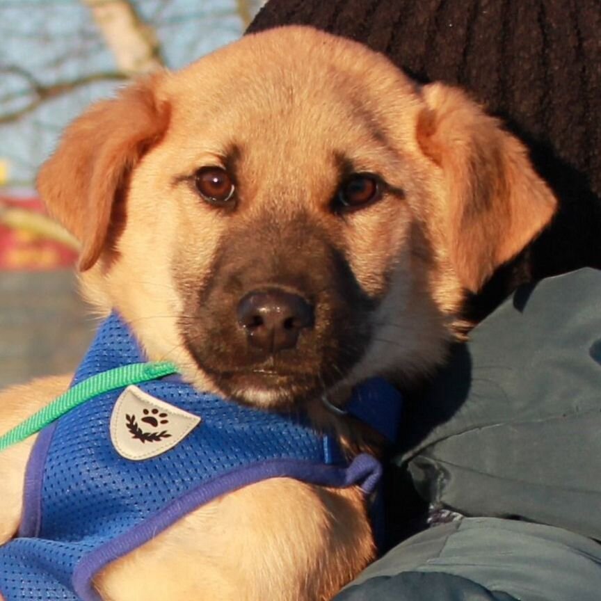Щенок 6 месяцев мальчик ищет семью
