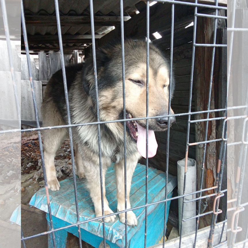 Взрослый пёс в добрые руки