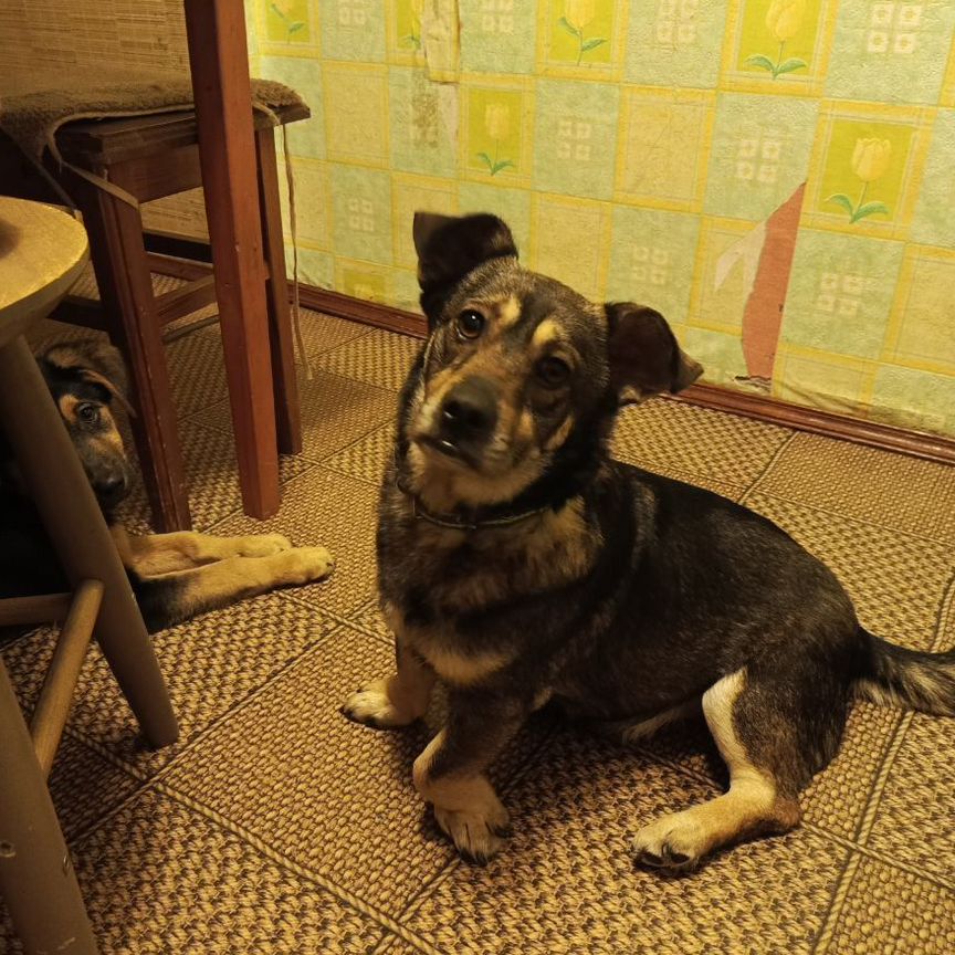 Взрослый пёс в добрые руки