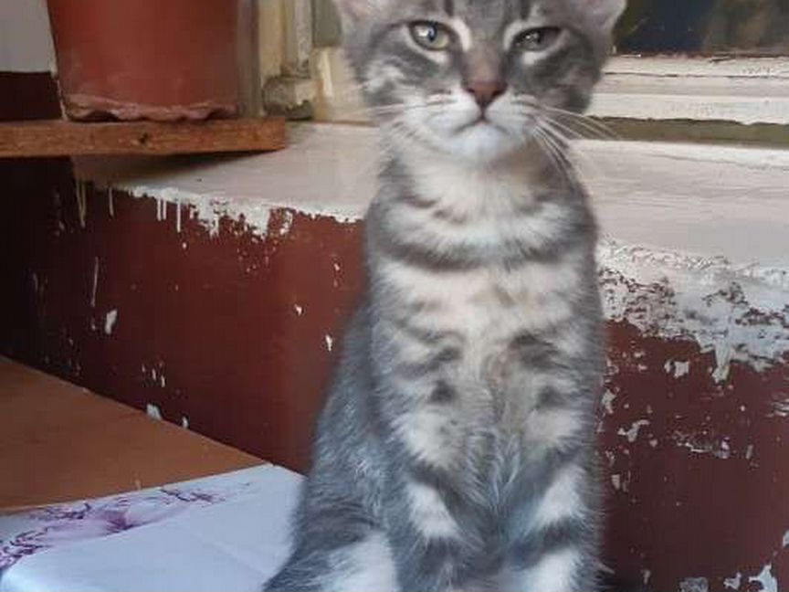 Отдам в хорошие руки домашнего котёнка