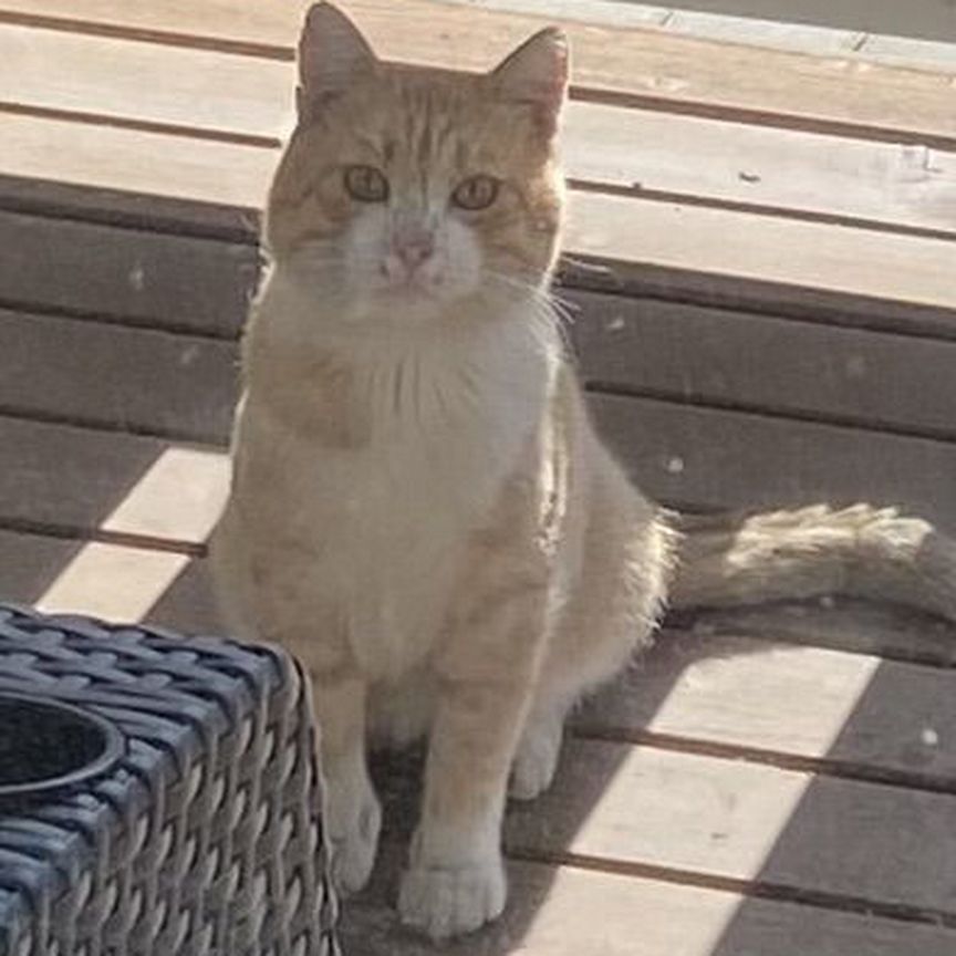 Рыжий котик