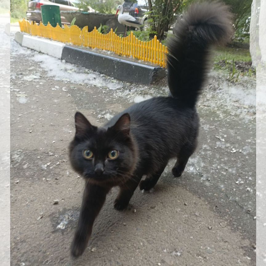 Взрослая, кошка в добрые руки